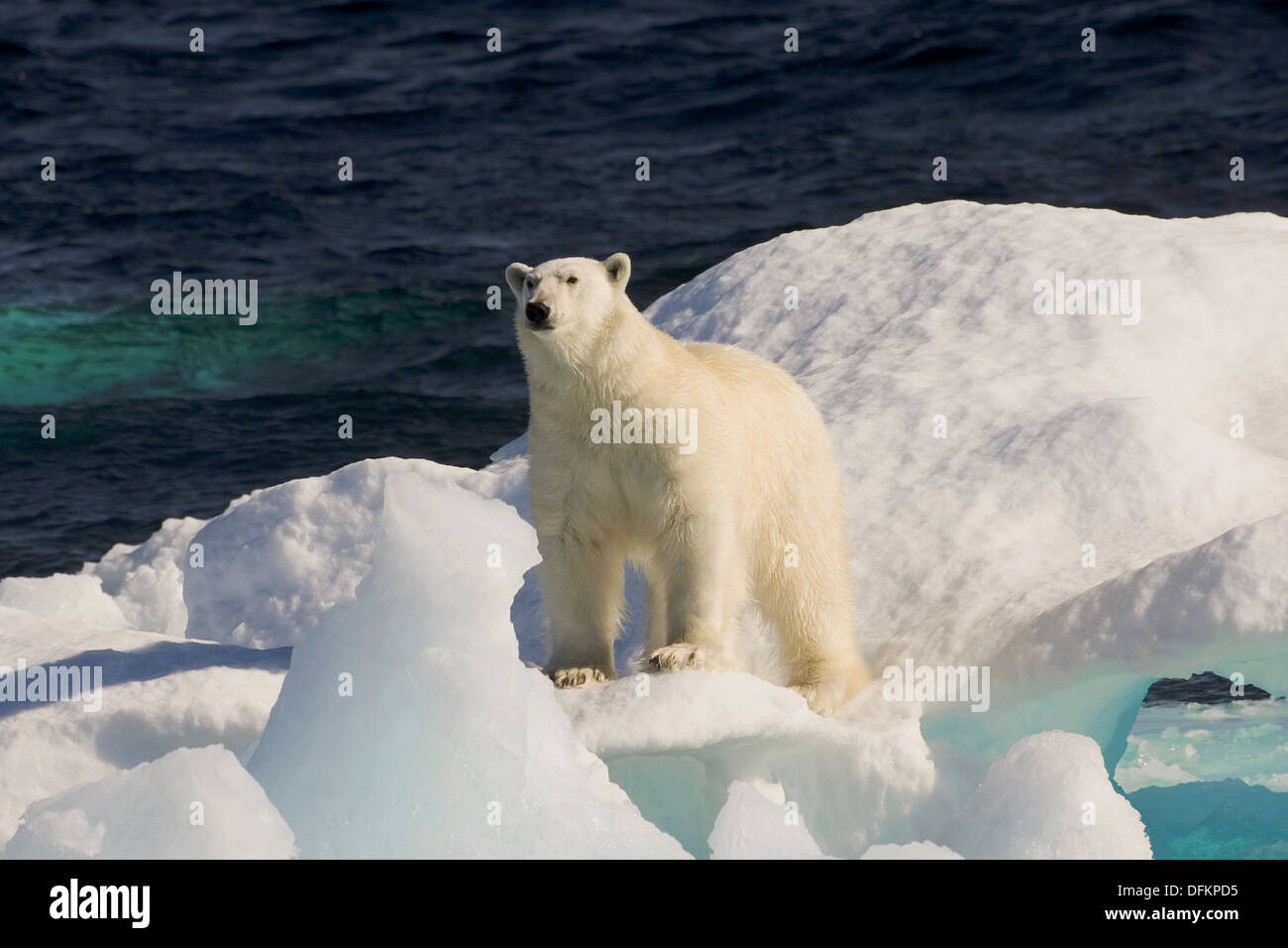 Labrador canada ice hi-res stock photography and images - Alamy