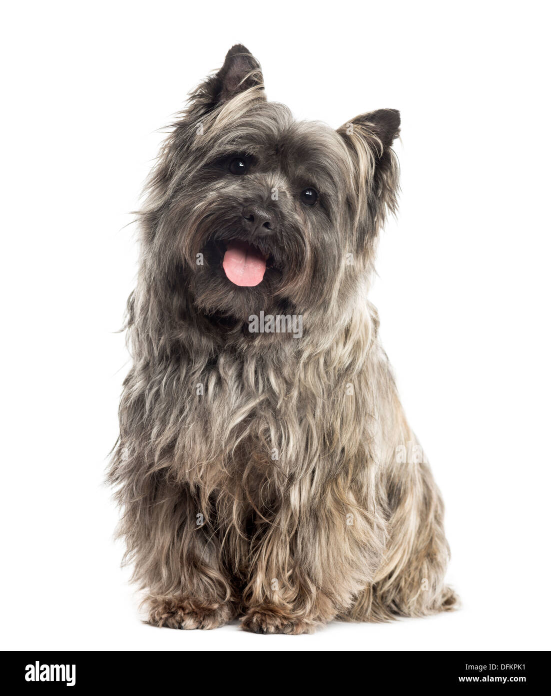 Cairn Terrier Toto