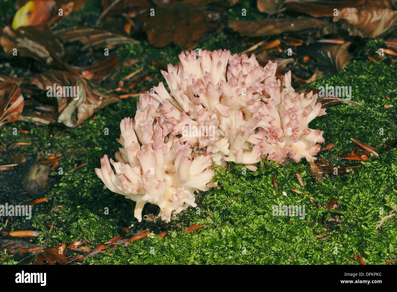 Ramaria edible hi-res stock photography and images - Alamy
