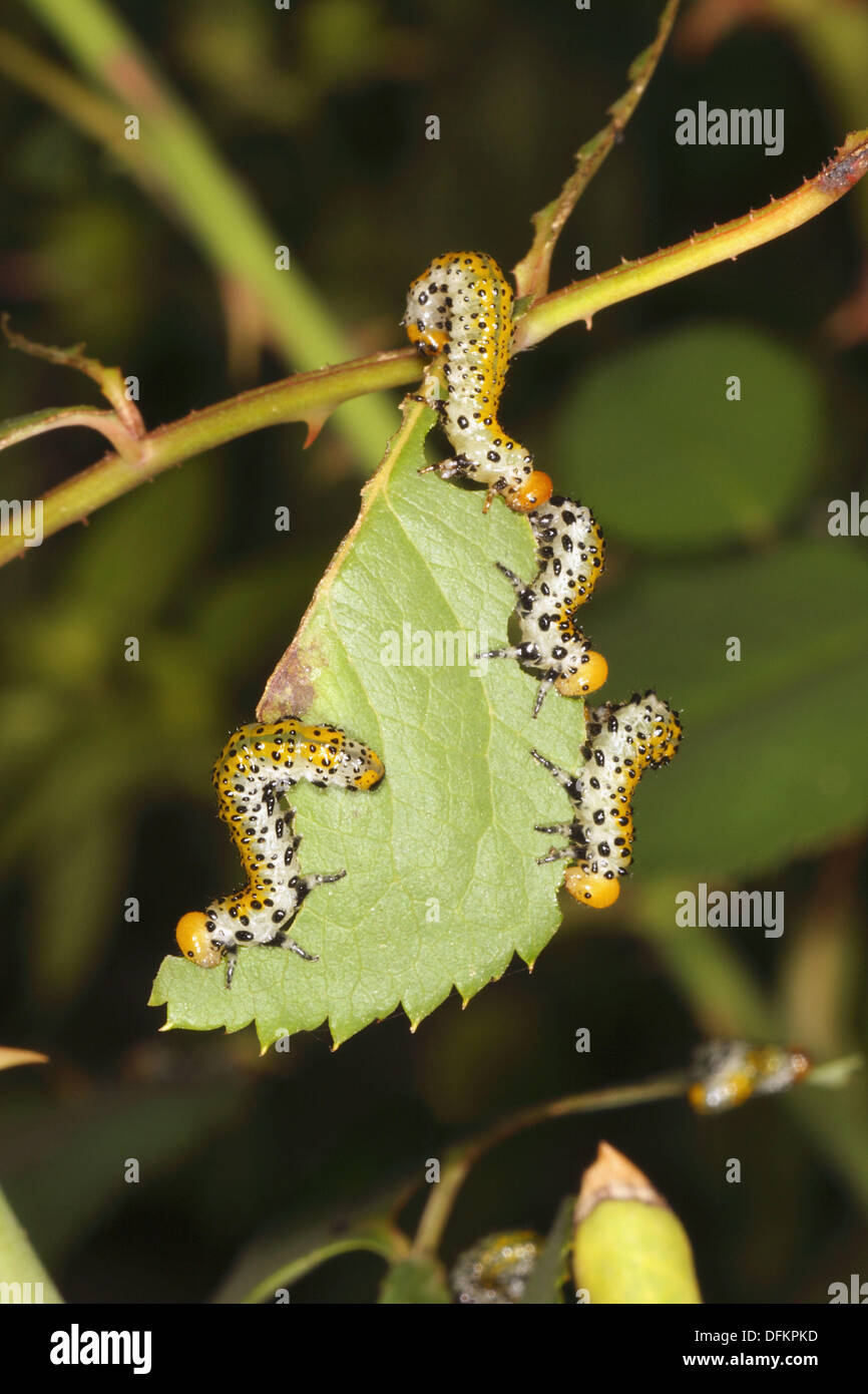 Sawfly arge rosae hi-res stock photography and images - Alamy
