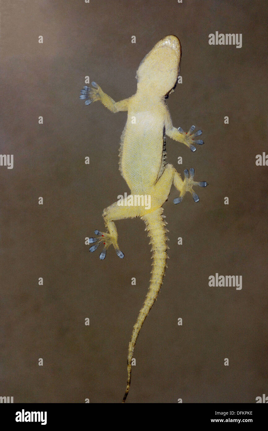 Underside of gecko hi-res stock photography and images - Alamy