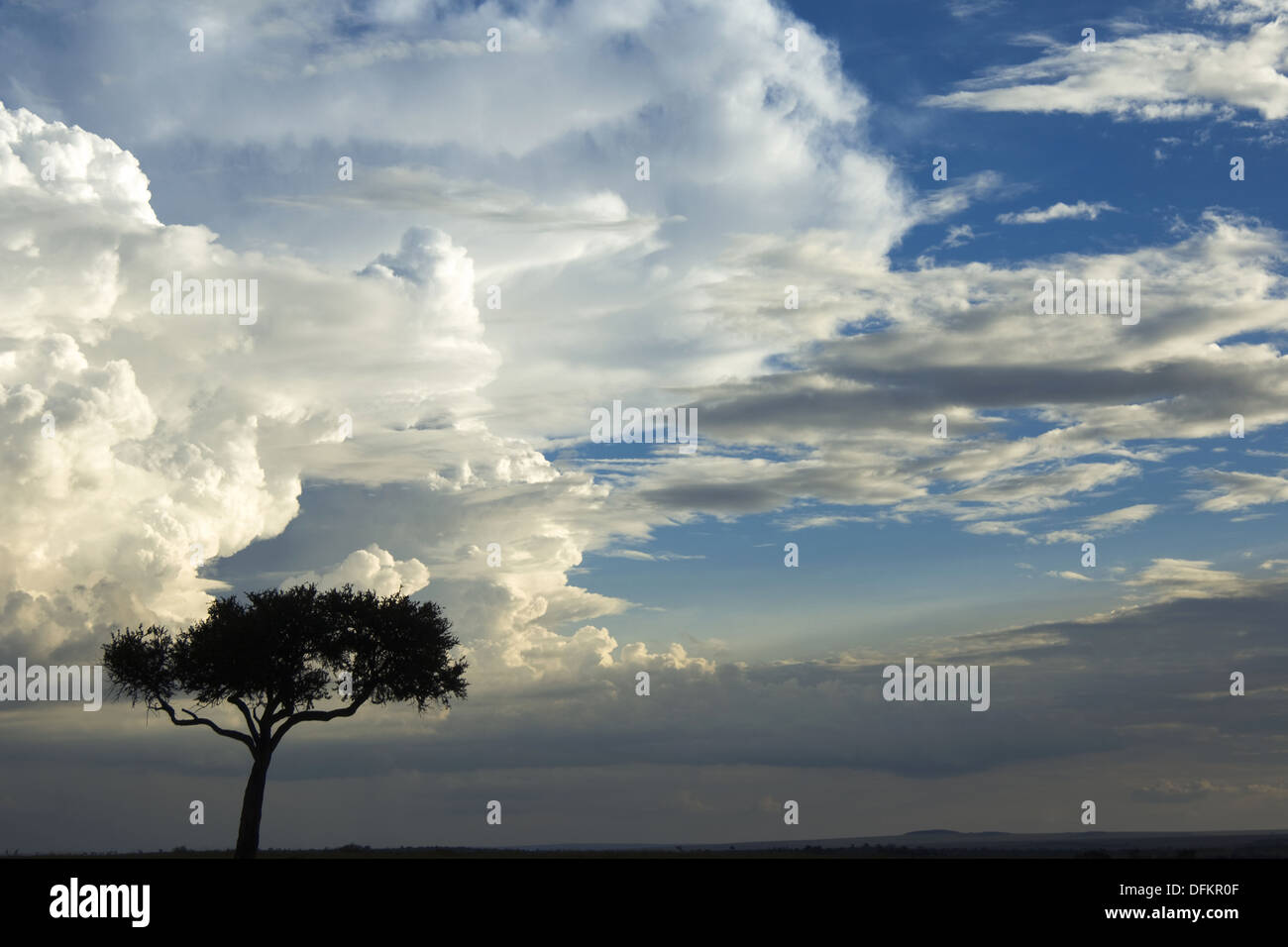 Witgatboom High Resolution Stock Photography and Images - Alamy