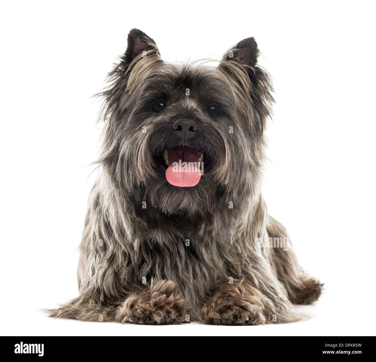 Front view of a Cairn Terrier lying, panting against white background ...