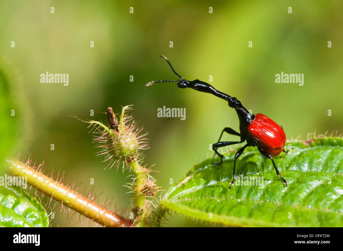 Giraffe weevil madagascar hi-res stock photography and images - Alamy