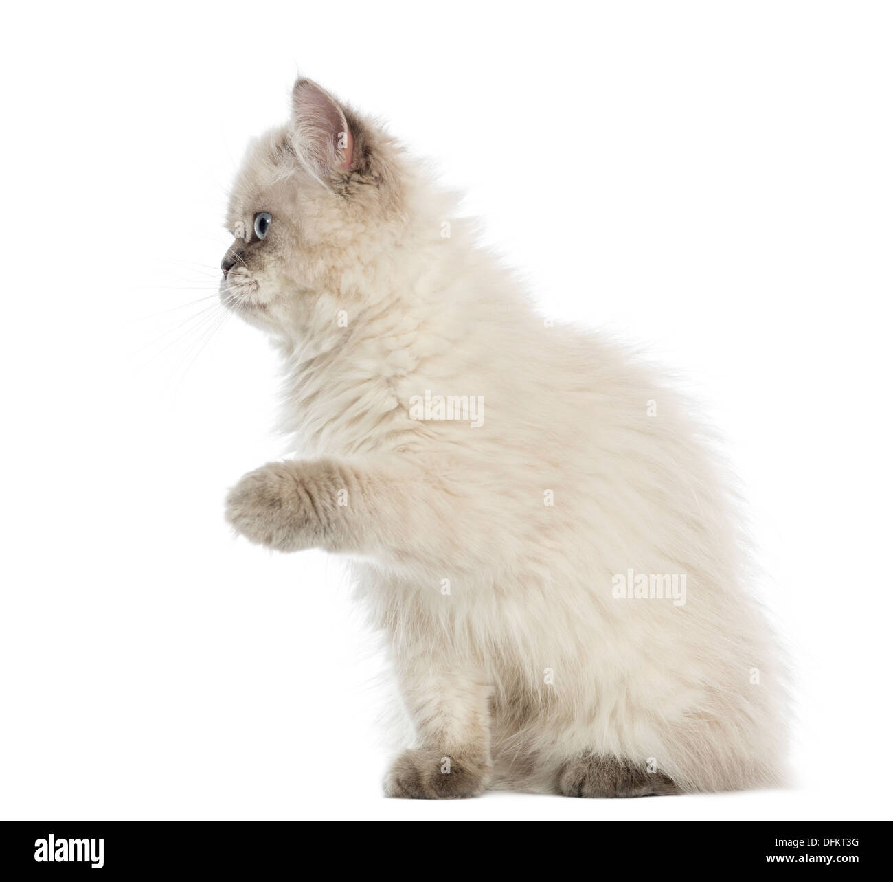 British Longhair kitten pawing up, 5 months old, against white ...