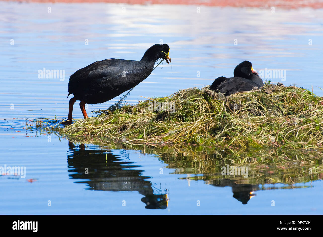 Giant coots hi-res stock photography and images - Alamy