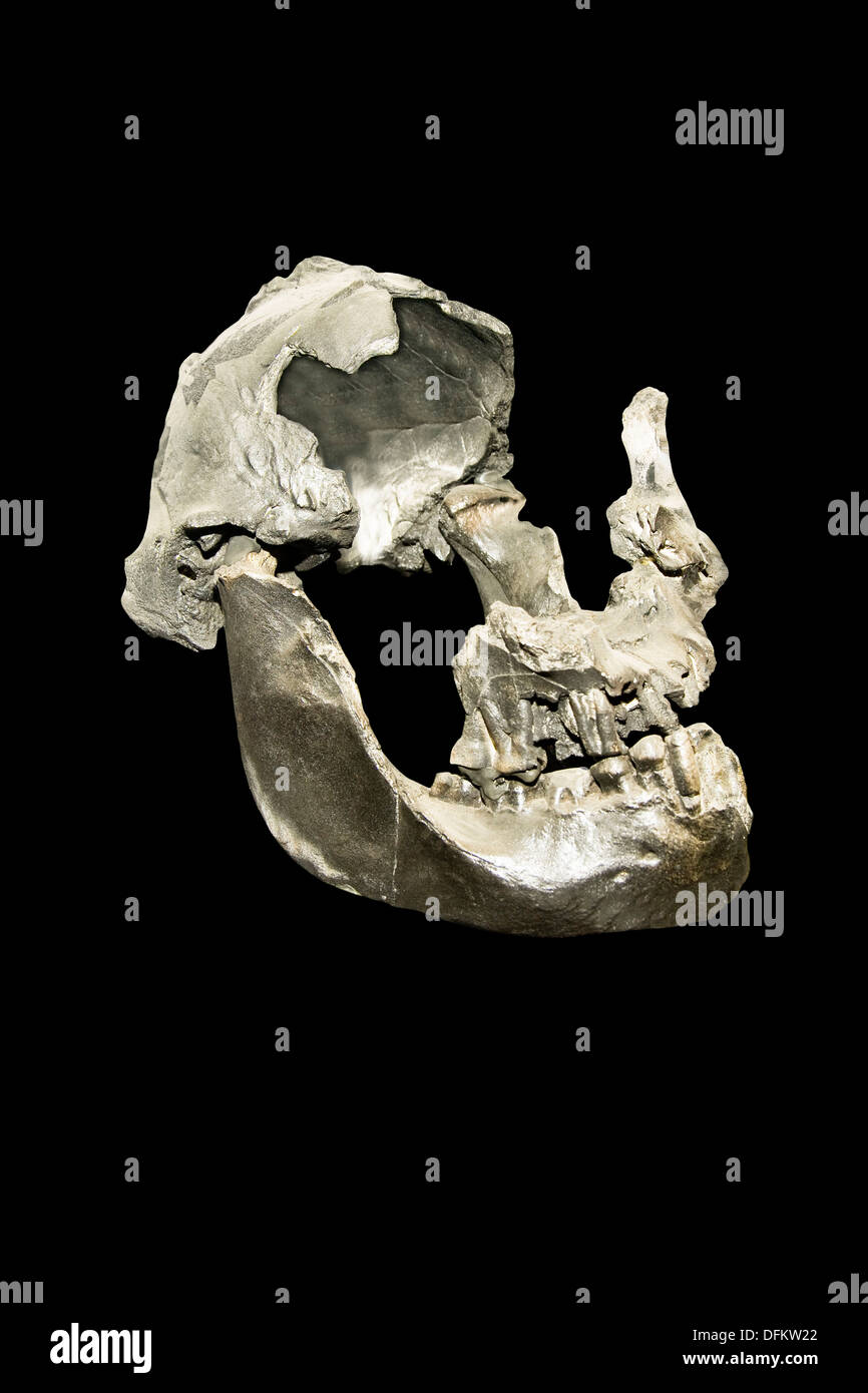 Paranthropus skull hi-res stock photography and images - Alamy
