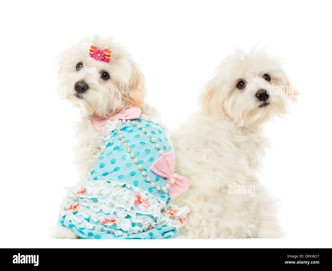 Rear view of two Malteses sitting against white background Stock Photo ...