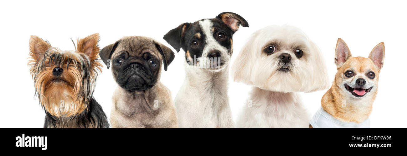 Close-up of dogs in a row against white background Stock Photo - Alamy