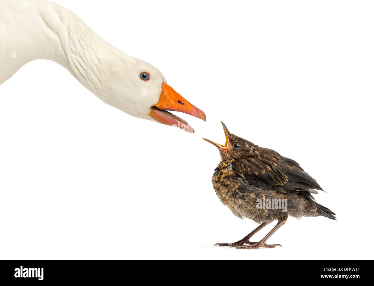 Side view of a goose hi-res stock photography and images - Alamy