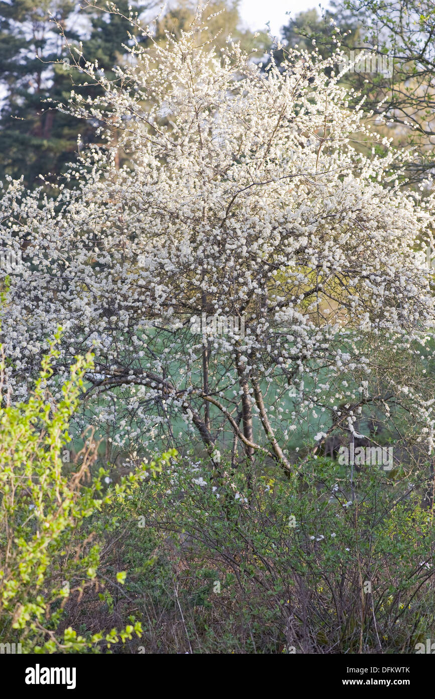 blackthorn, prunus spinosa Stock Photo - Alamy