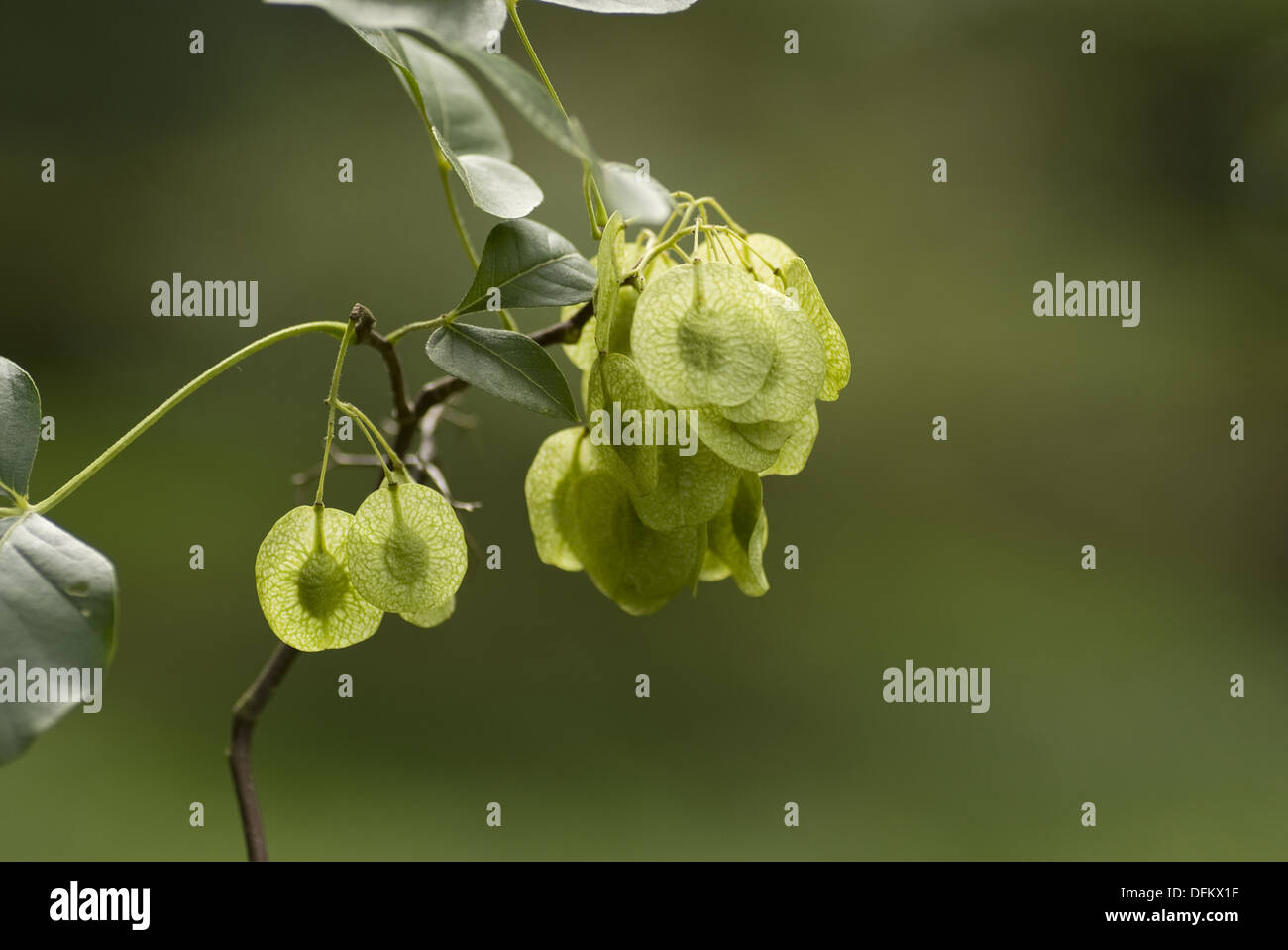 common hoptree, ptelea trifoliata Stock Photo - Alamy