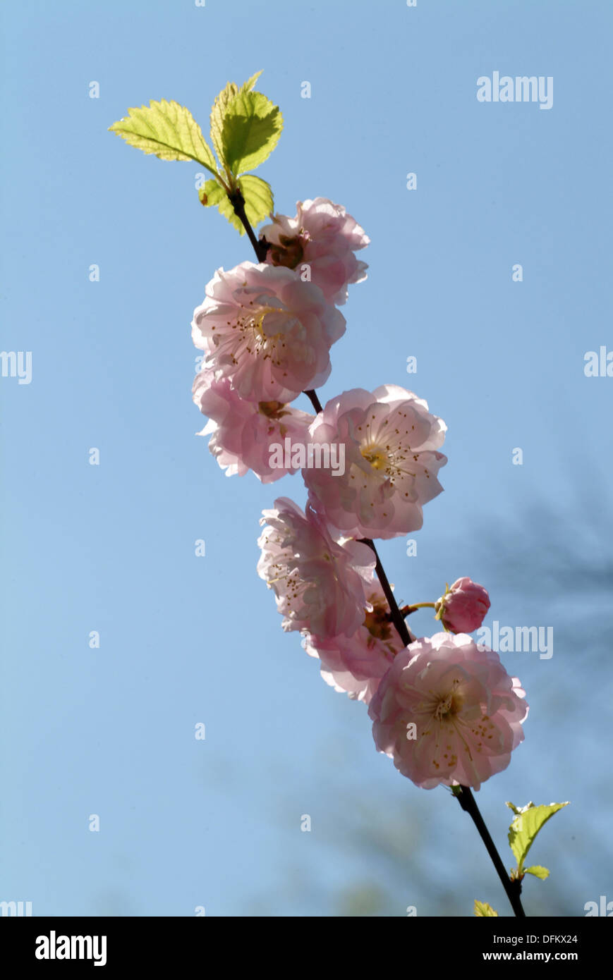 Flowering almond prunus triloba hi-res stock photography and images - Alamy