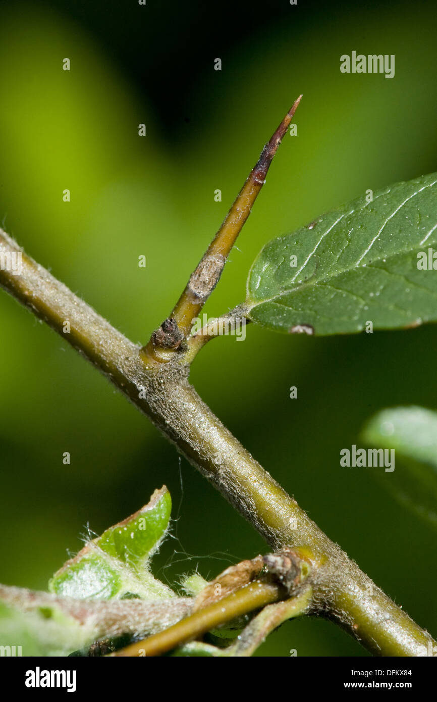 Pyracantha firethorn thorn hi-res stock photography and images - Alamy