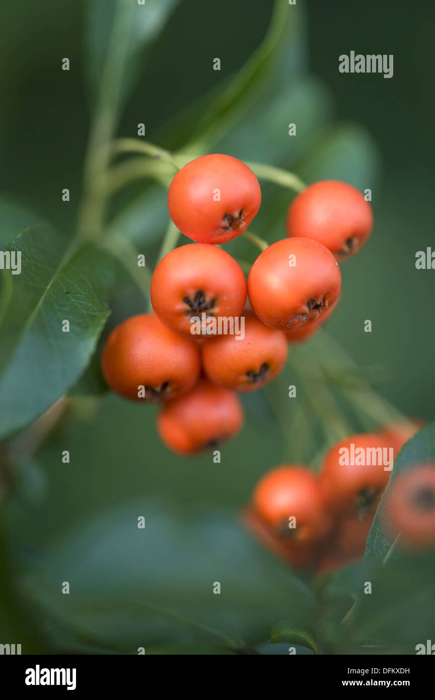 Firethorn pyracantha coccinea fruit hi-res stock photography and images ...