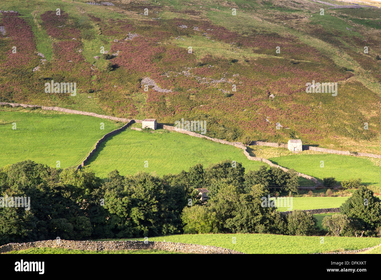 Upper Swaledale with its drystone walls and stone barns across the ...