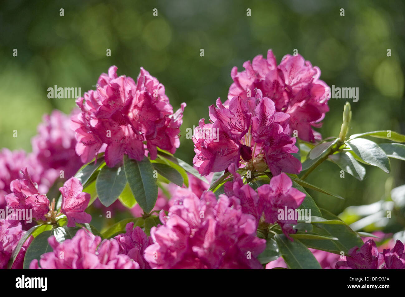 Shrubs Pink Rhododendron Shrub High Resolution Stock Photography and ...