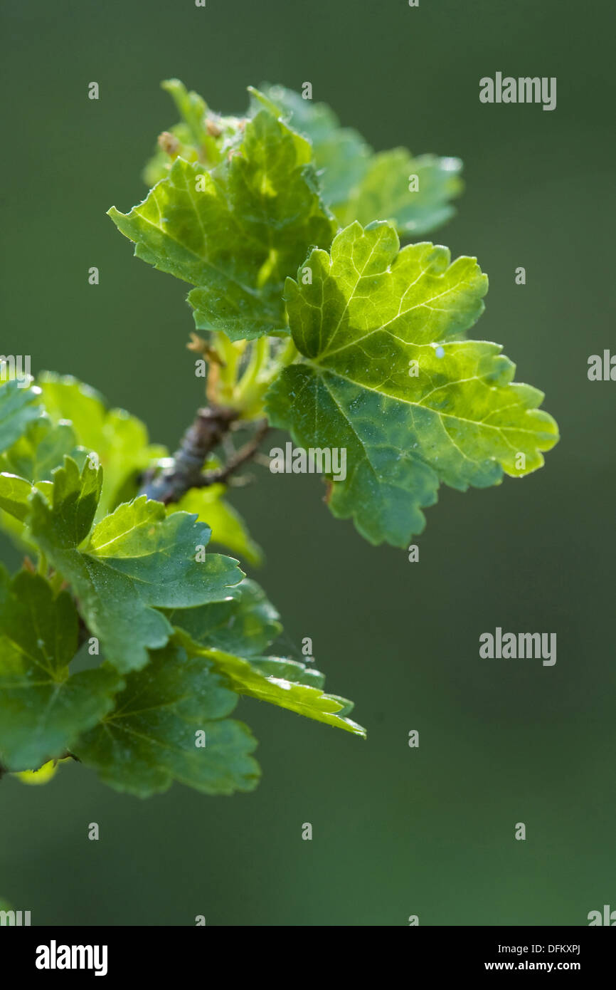 alpine currant, ribes alpinum Stock Photo - Alamy