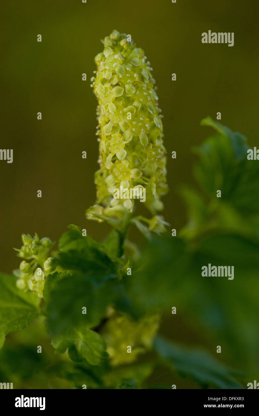 alpine currant, ribes alpinum Stock Photo - Alamy