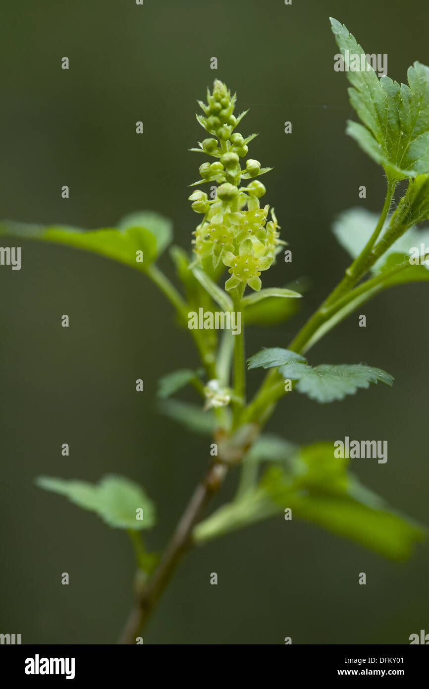 alpine currant, ribes alpinum Stock Photo - Alamy