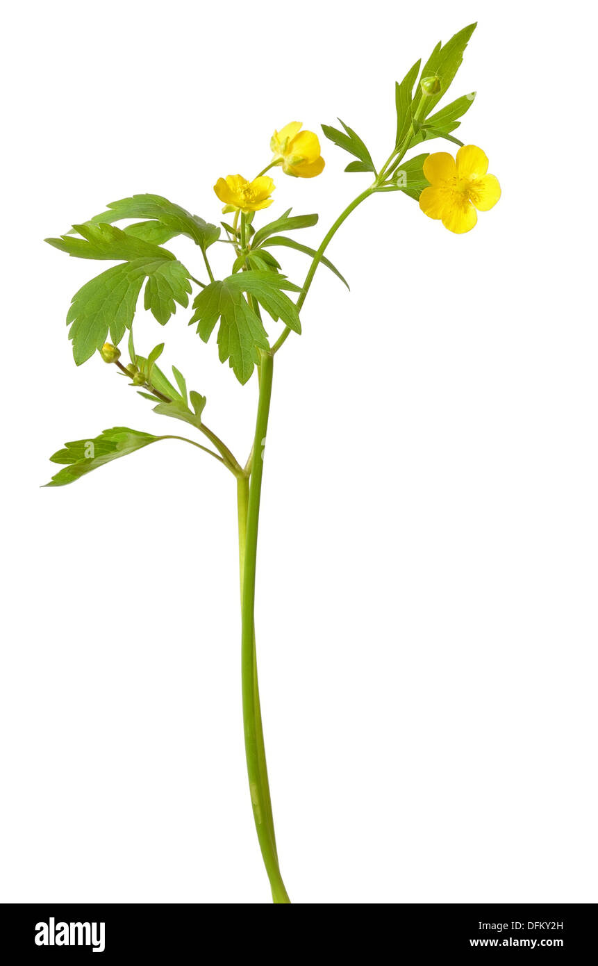 Ranunculus acris leaf hi-res stock photography and images - Alamy
