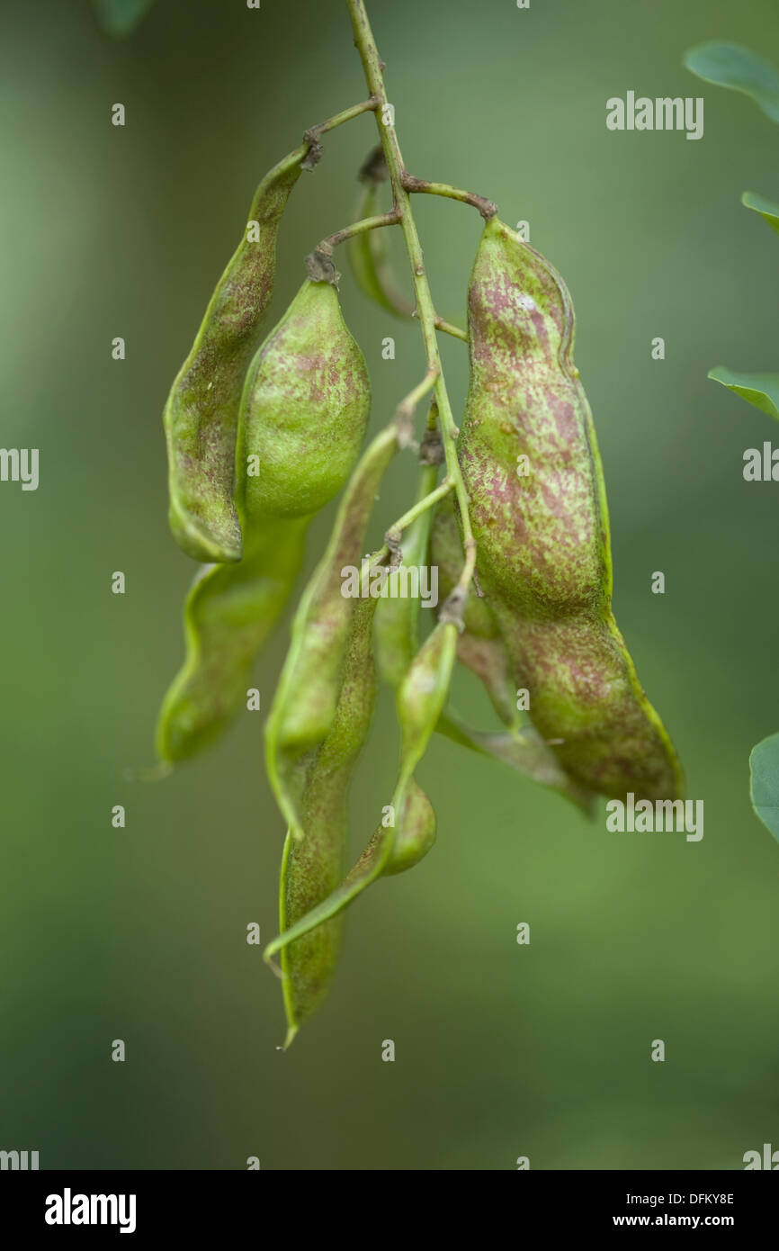 Locust fruit hi-res stock photography and images - Alamy