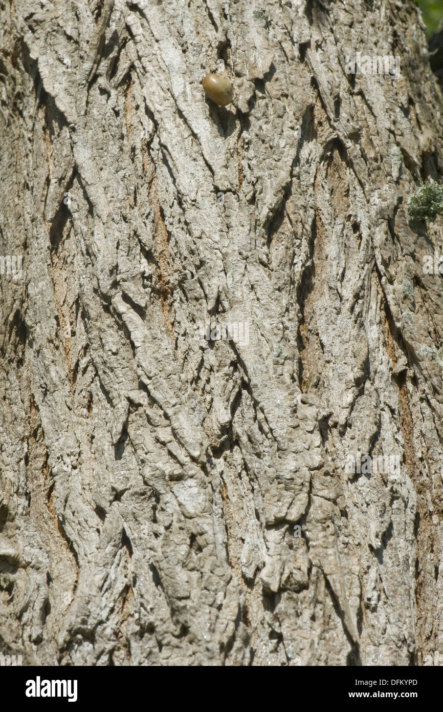 Robinia pseudoacacia tree hi-res stock photography and images - Alamy
