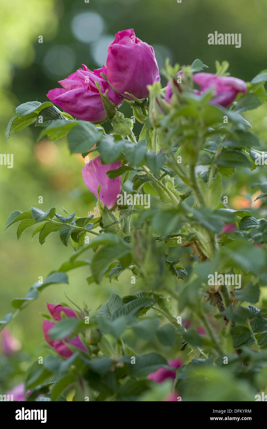 Rosa rugosa flower pink hi-res stock photography and images - Alamy