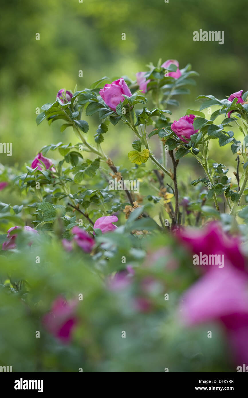Pink rugosa hi-res stock photography and images - Alamy