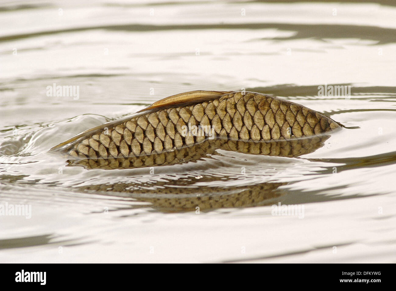 Iberian barbel hi-res stock photography and images - Alamy