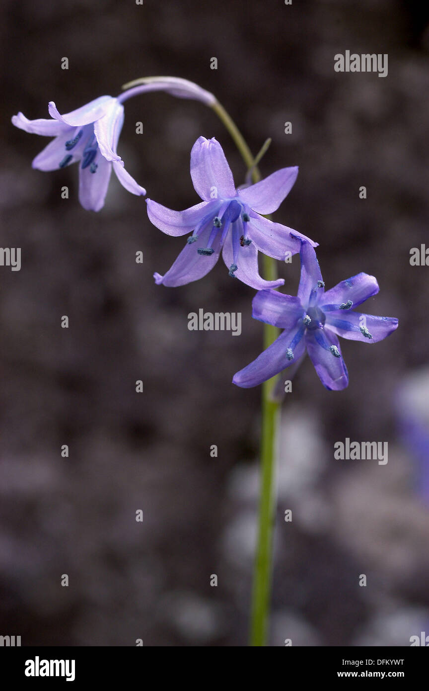 Blue aphyllanthes hi-res stock photography and images - Alamy