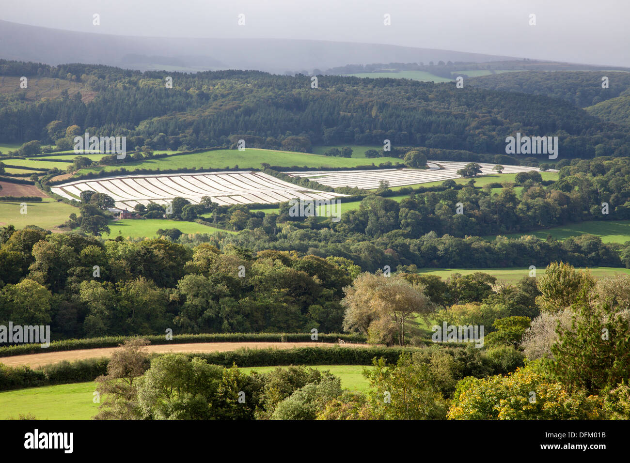 Farm crop under plastic sheeting near Porlock, Exmoor National Park ...