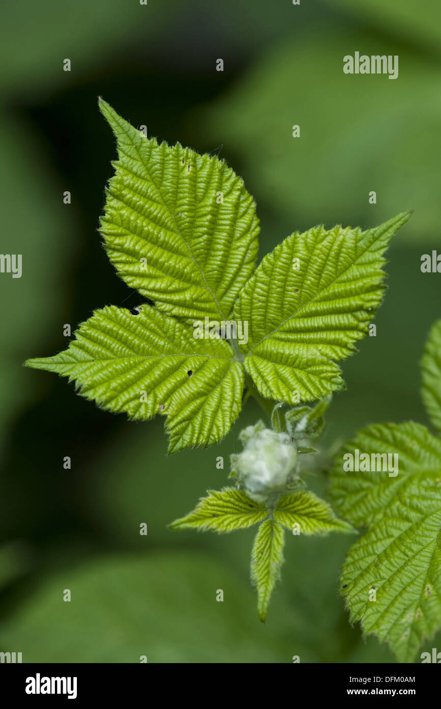 Rubus fruticosus hi-res stock photography and images - Alamy