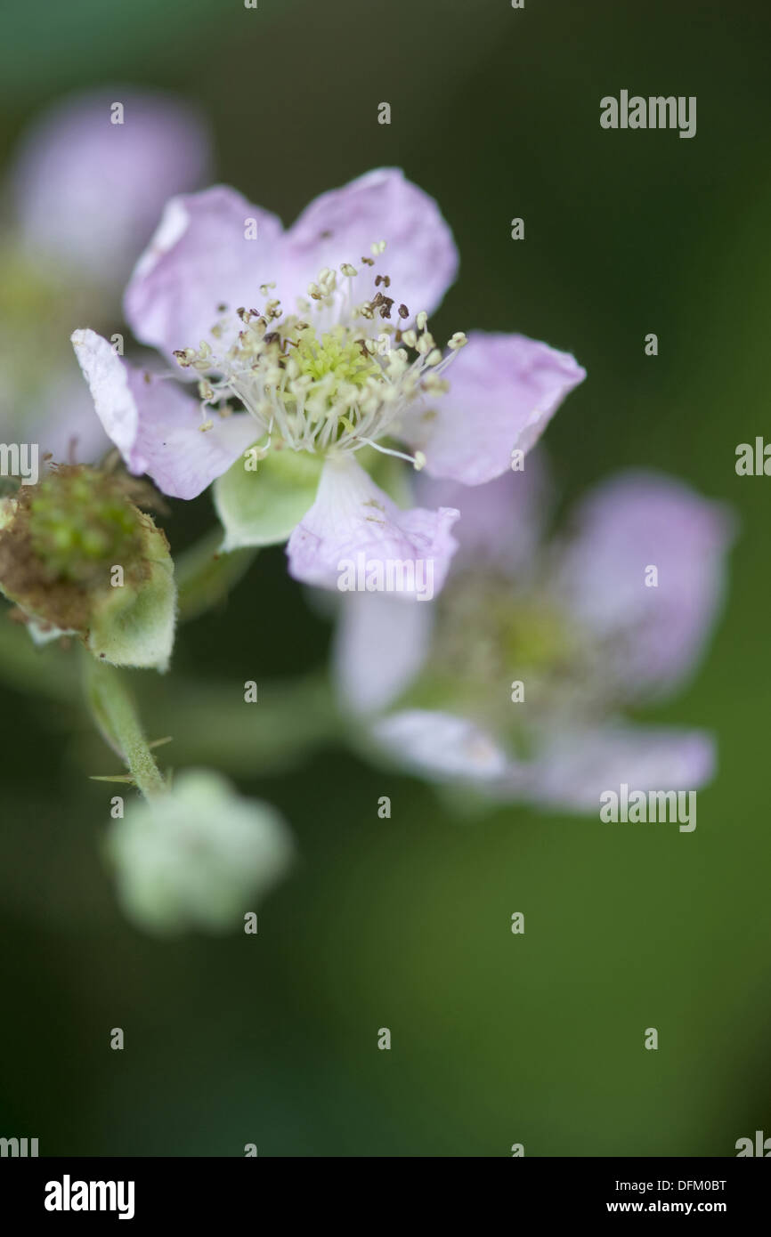 blackberry, rubus fruticosus Stock Photo - Alamy