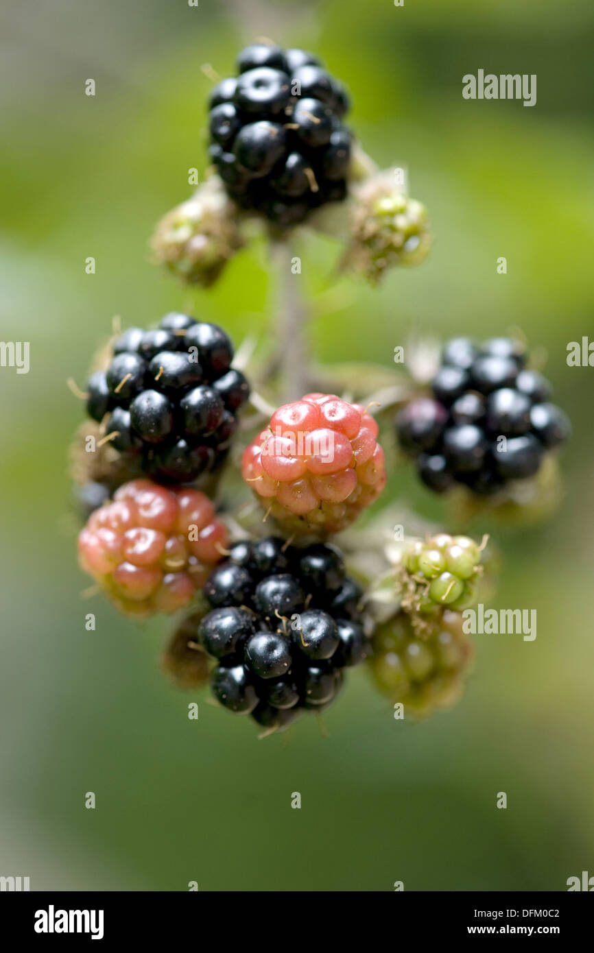 Rubus sectio hi-res stock photography and images - Alamy