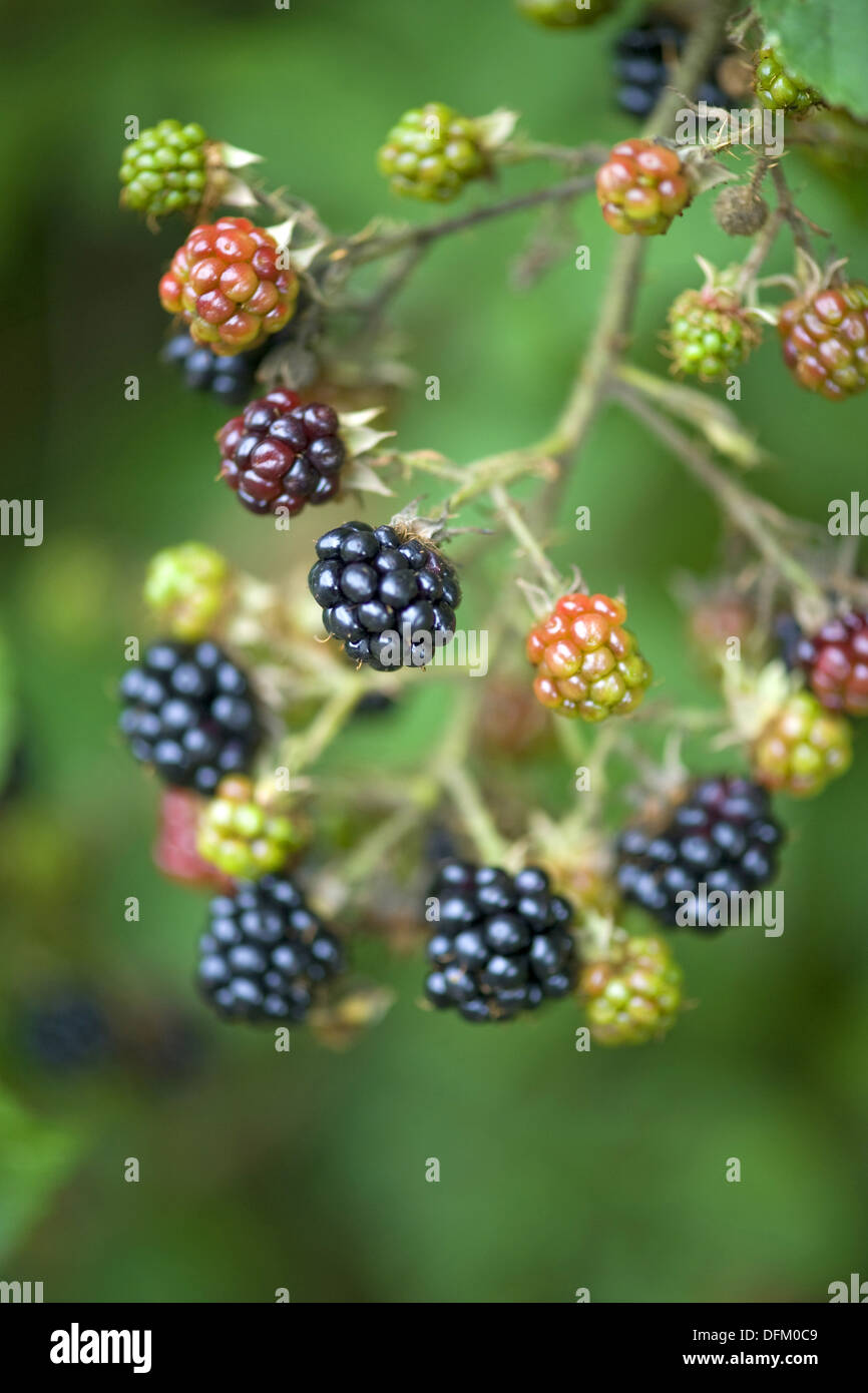 blackberry, rubus fruticosus Stock Photo - Alamy