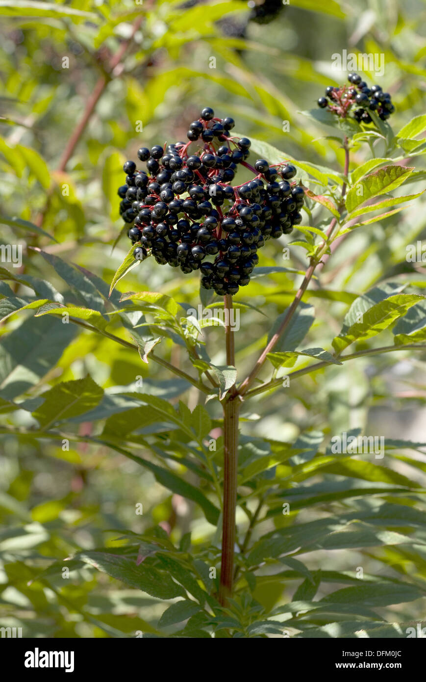 Dwarf elderberry sambucus ebulus hi-res stock photography and images ...