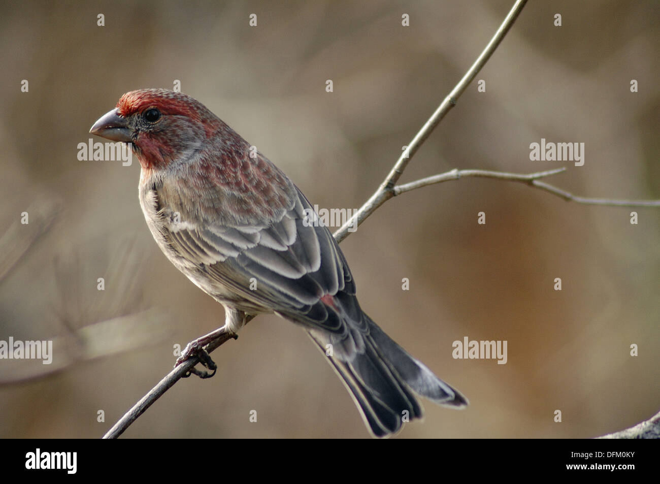 Profile of house finch hi-res stock photography and images - Alamy