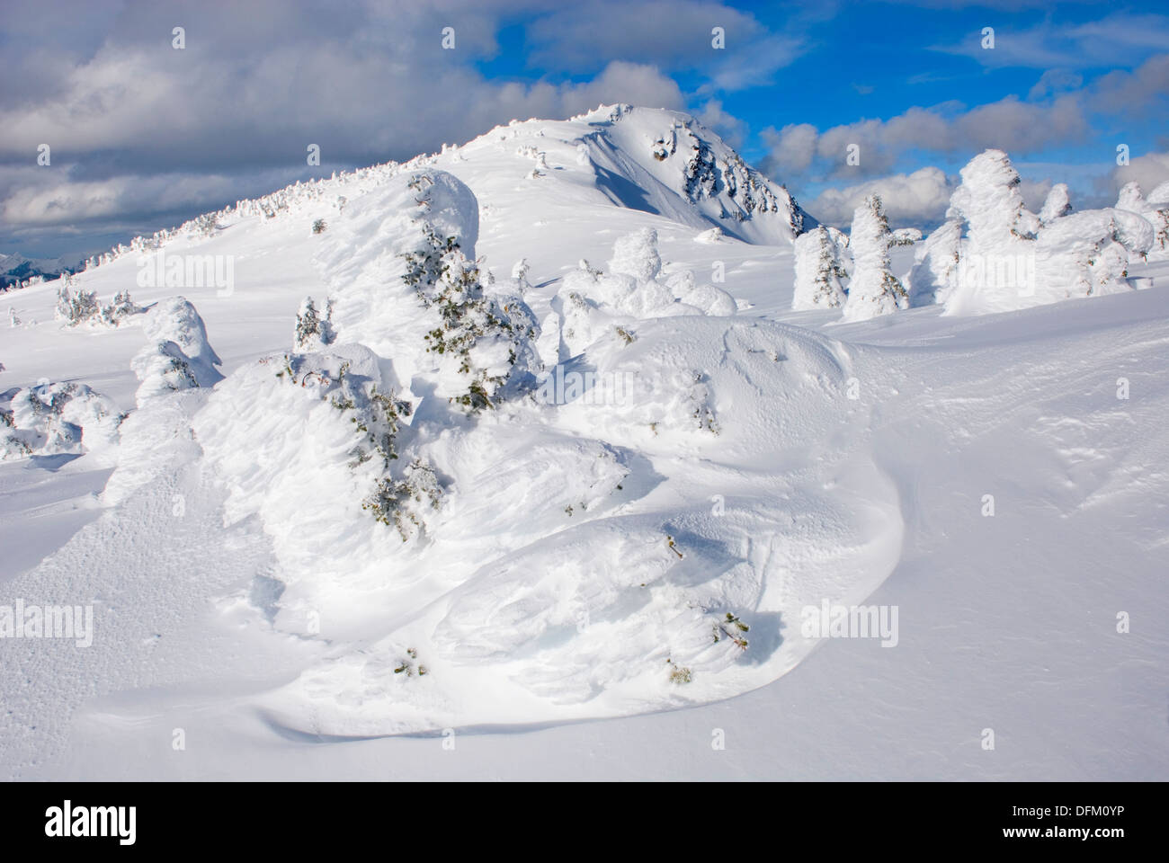 Krummholz and tree hi-res stock photography and images - Alamy