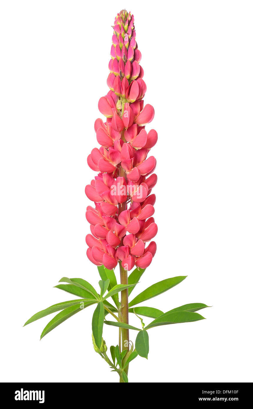 Lupinus flower isolated on a white background Stock Photo - Alamy