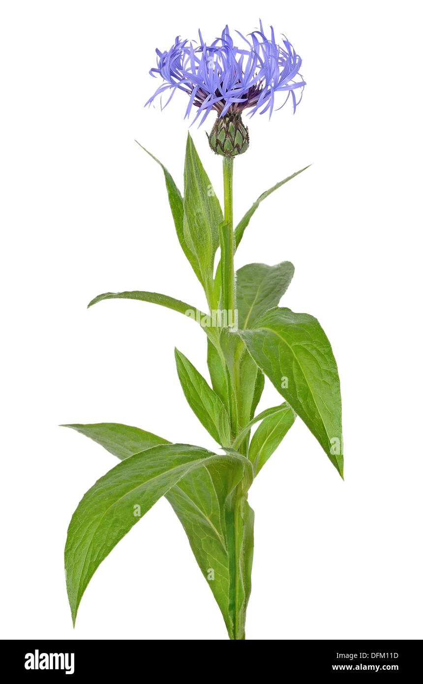 Cornflower isolated on white background Stock Photo - Alamy