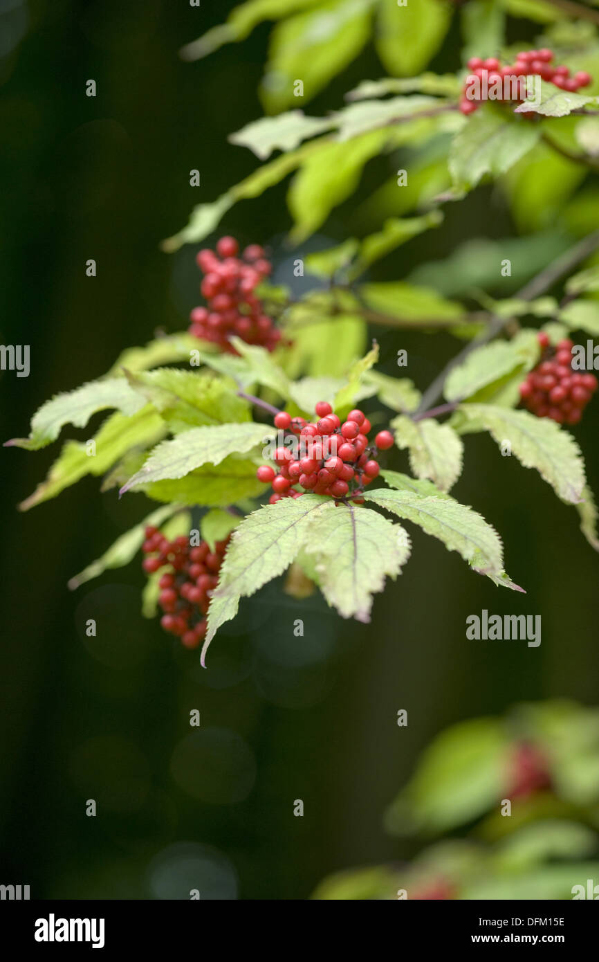 Red elderberry hi-res stock photography and images - Alamy