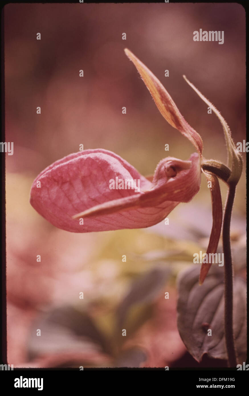 The Moccasin Flower (Fissipes acaulis), also known as the Lady's ...