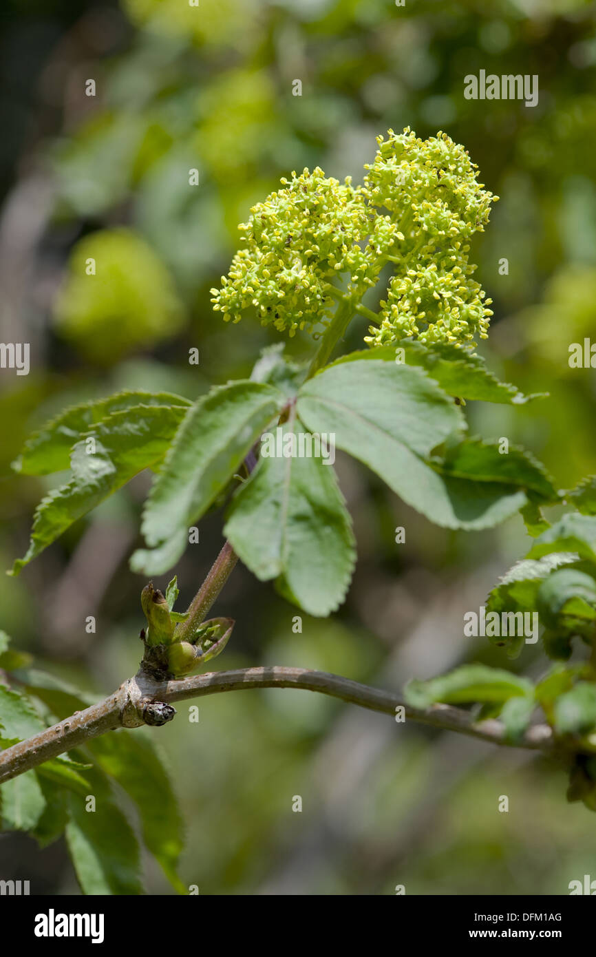 Elderberry shrubs hi-res stock photography and images - Alamy
