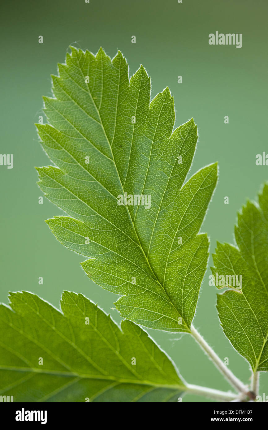 Whitebeam sorbus aria hi-res stock photography and images - Alamy