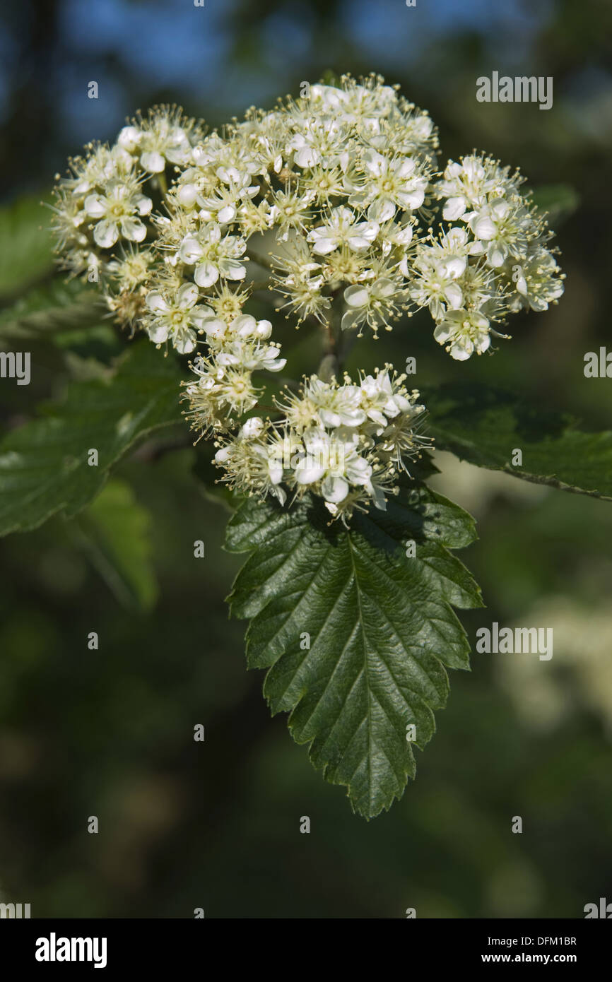 whitebeam, sorbus aria Stock Photo - Alamy