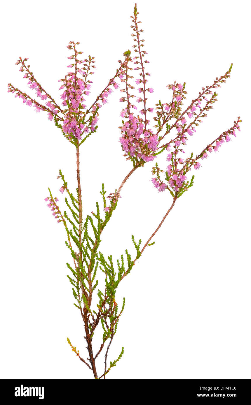 Calluna vulgaris hi-res stock photography and images - Alamy