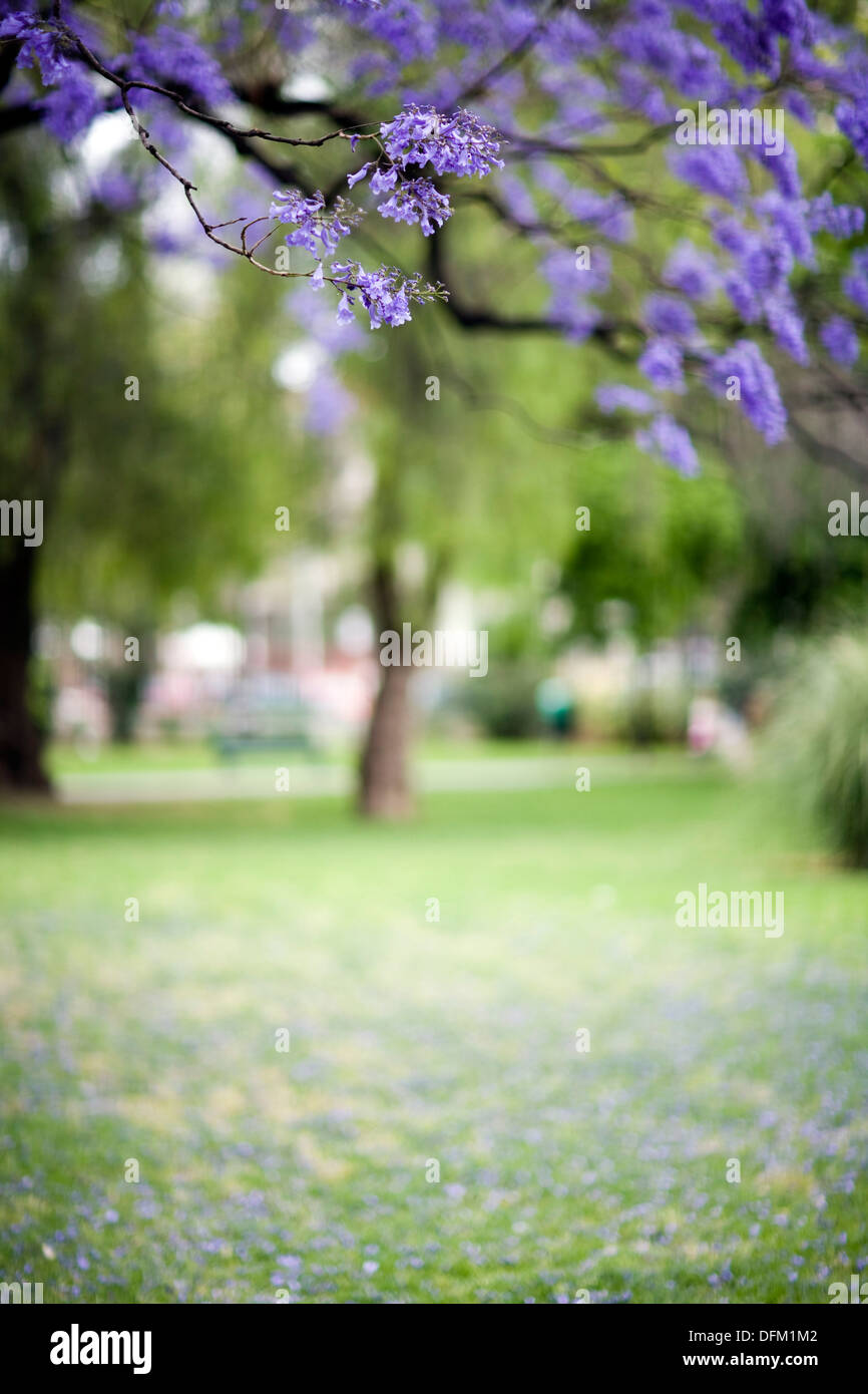 Jacaranda Seville High Resolution Stock Photography and Images - Alamy