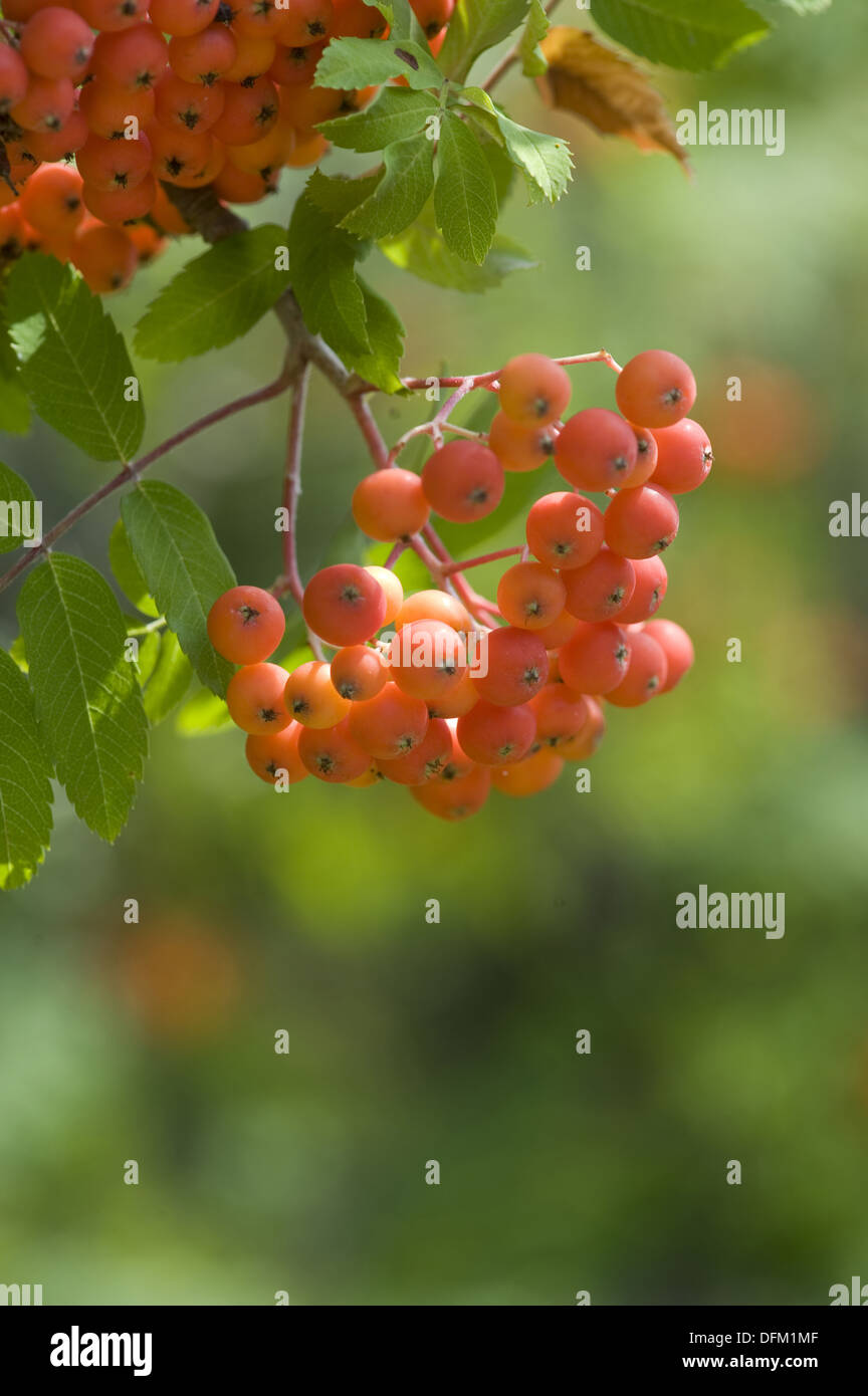 rowan, sorbus aucuparia Stock Photo - Alamy