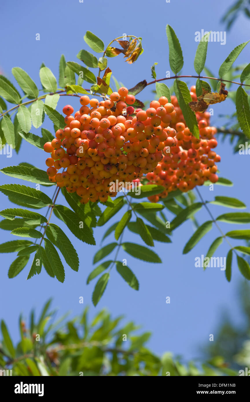 Sorbus Aucuparia Berries High Resolution Stock Photography and Images ...